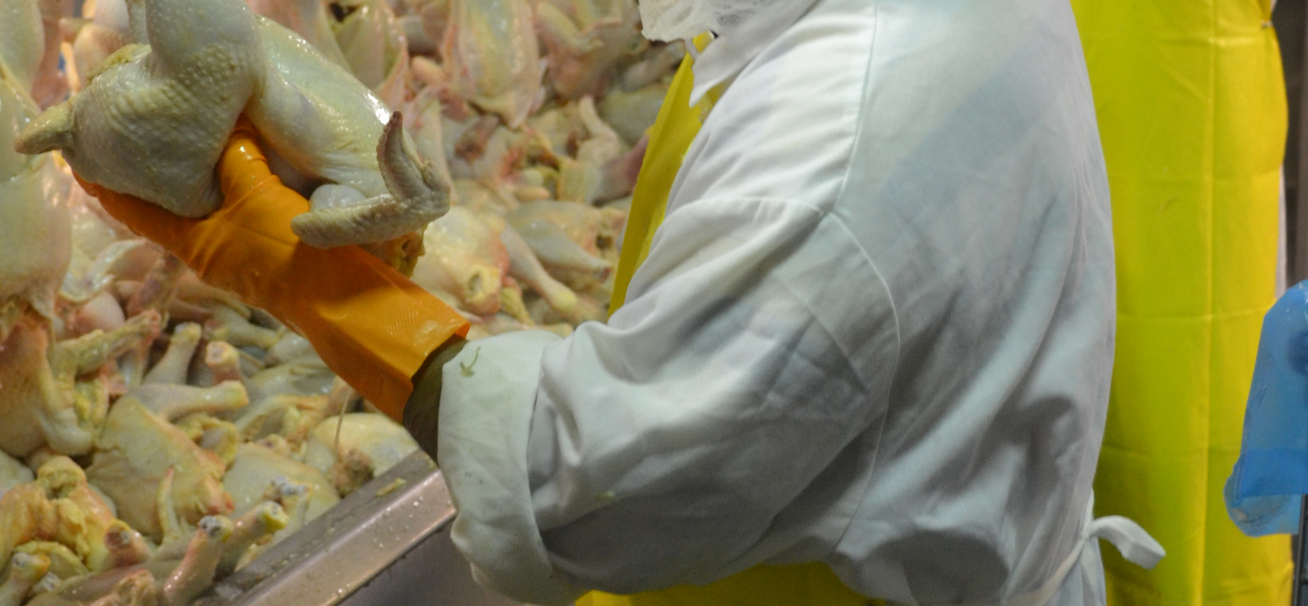 Yet another report finds poultry one of the most dangerous industries ...